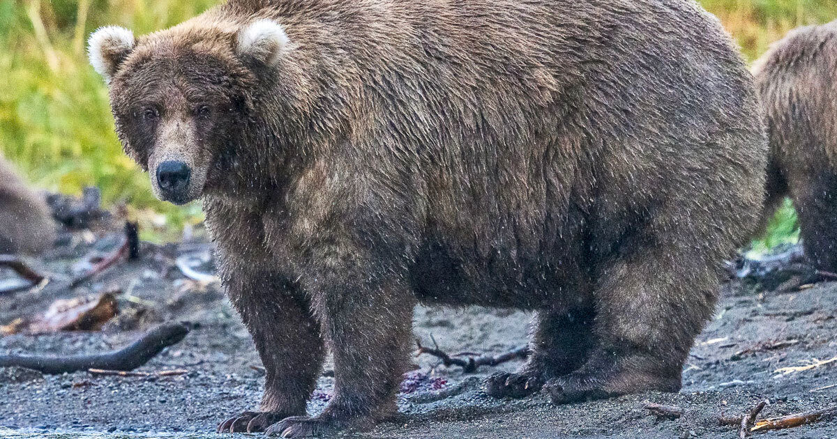 Budget Travel | It's Fat Bear Week in Katmai National Park