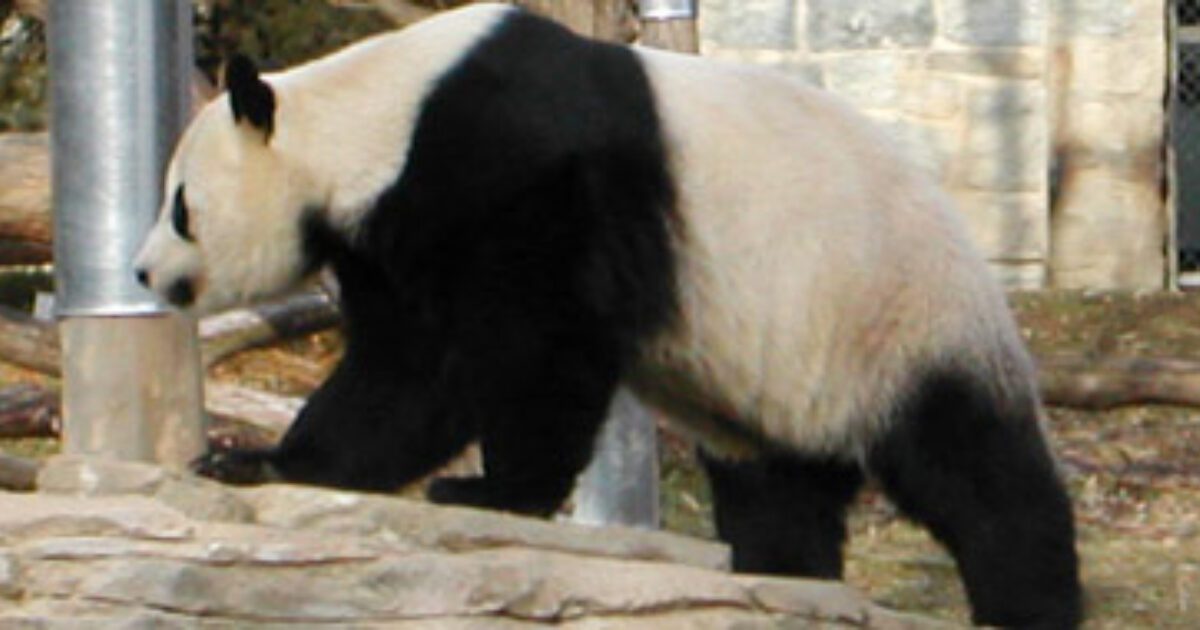 Budget Travel | D.C.: Baby panda Tai Shan is leaving town