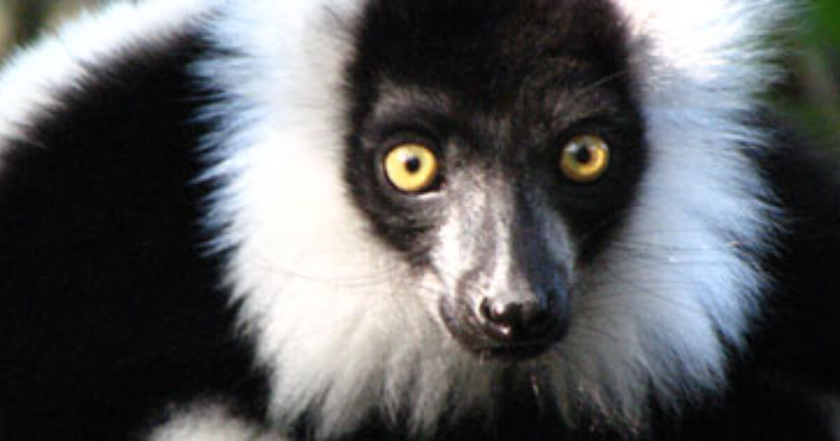 Budget Travel | Look out! Monkeys overhead! Philly Zoo's cool new…