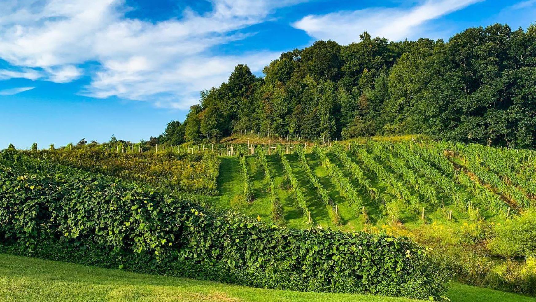 The best wineries in Virginia | Budget Travel