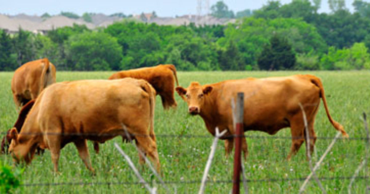 This weekend: Visit the cow-chip-throwing capital of… | Budget Travel