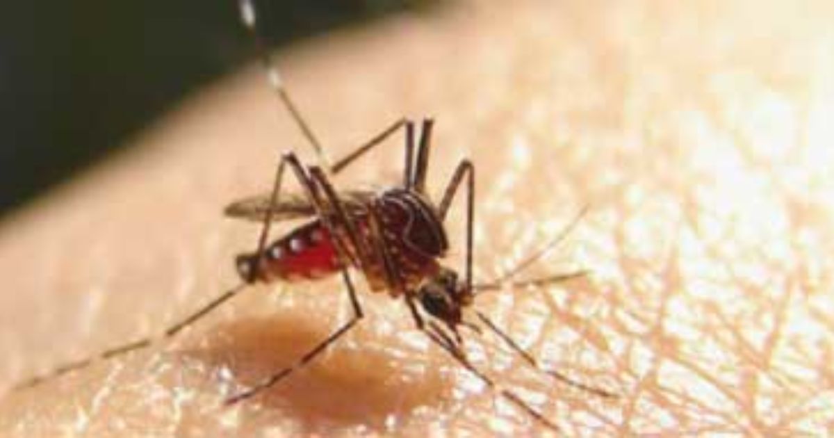 Super-Mosquitoes Threaten Travelers | Budget Travel