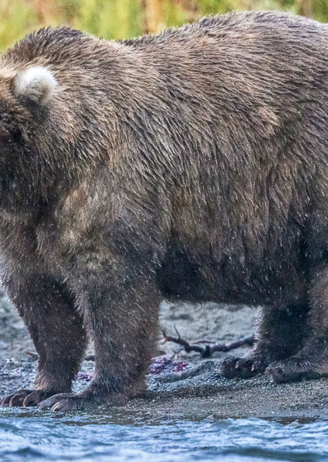 It's Fat Bear Week in Katmai National Park | Budget Travel