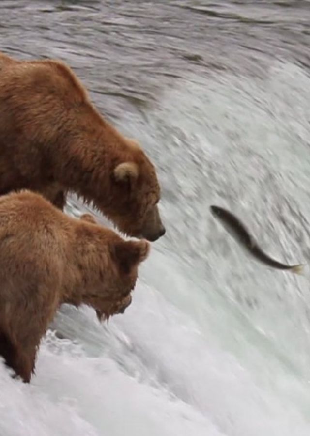 Don't Miss This National Park's Live BearCam | Budget Travel