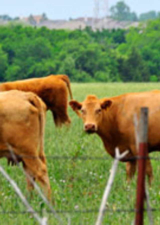 This weekend: Visit the cow-chip-throwing capital of… | Budget Travel