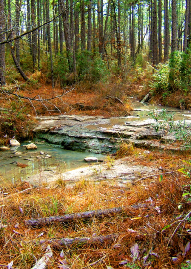 The Wild Side of Louisiana | Budget Travel