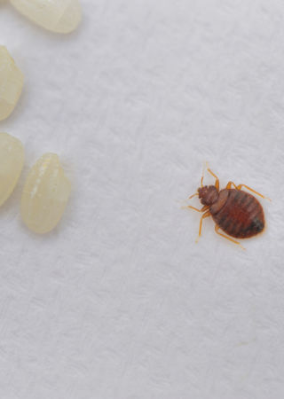 OMG! My Hotel Has Bedbugs!! | Budget Travel