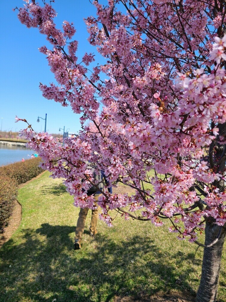 Budget Travel | Celebrate the National Cherry Blossom Festival in…