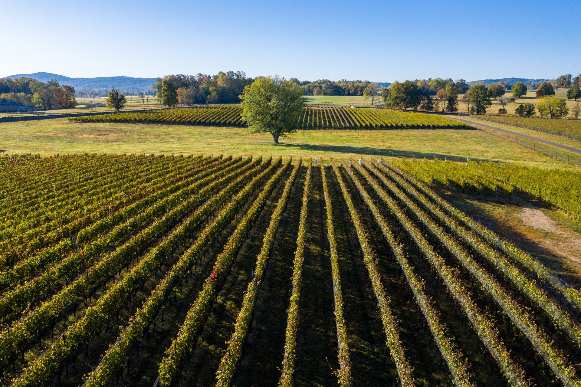 Budget Travel | Uncorking the Best and Most Affordable Wine Regions…