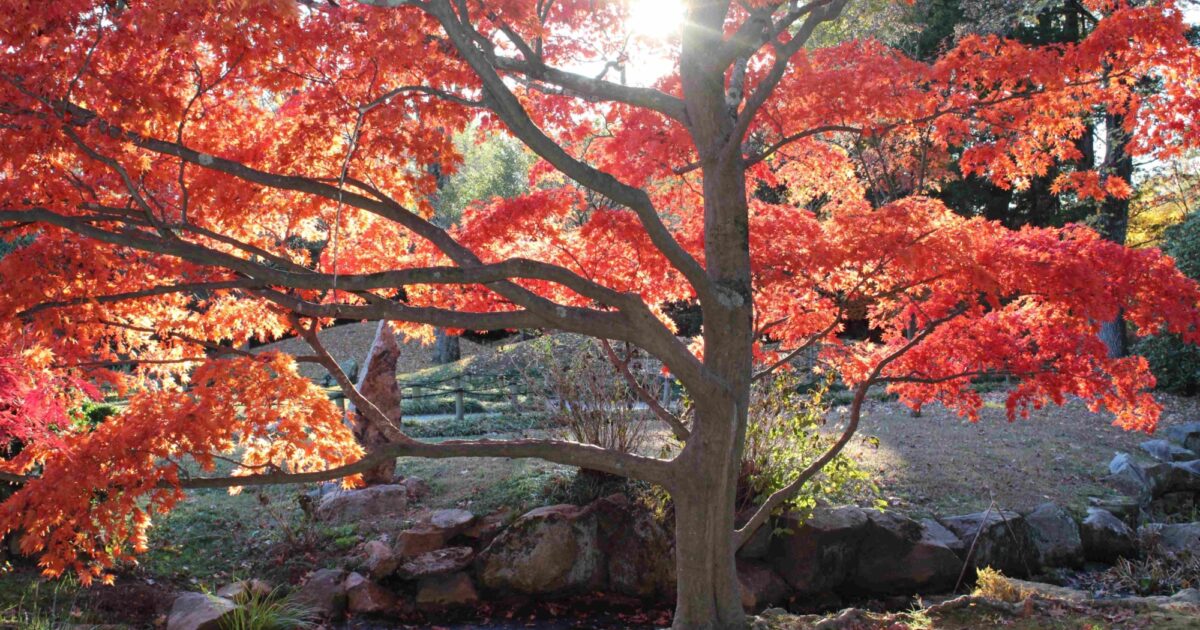 Budget Travel | Virginia is for Lovers—of All Things Fall